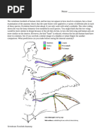 Chicken Skeletal Anatomy Overview | PDF | Pelvis | Skeletal System