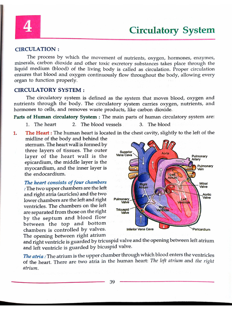 1770361808033.circulatory System 1 | PDF