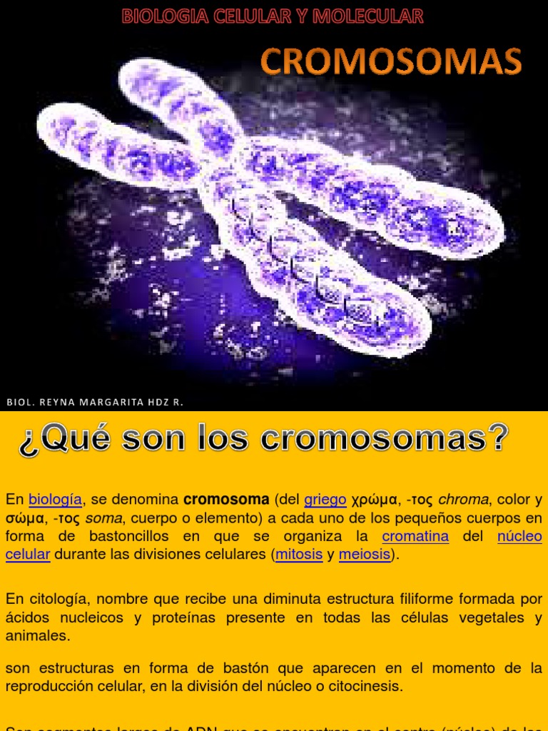 CROMOSOMAS | PDF | Cromosoma | Mitosis