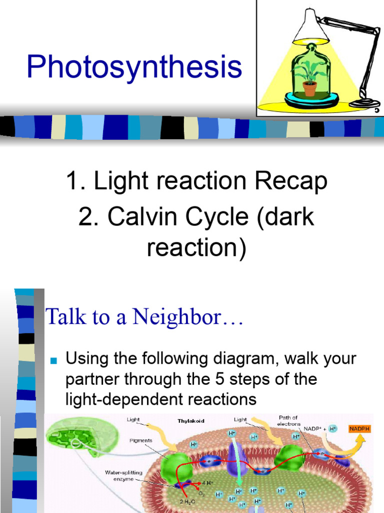 (LS) Photosynthesis Calvin Cycle Web MJ | PDF | Photosynthesis ...