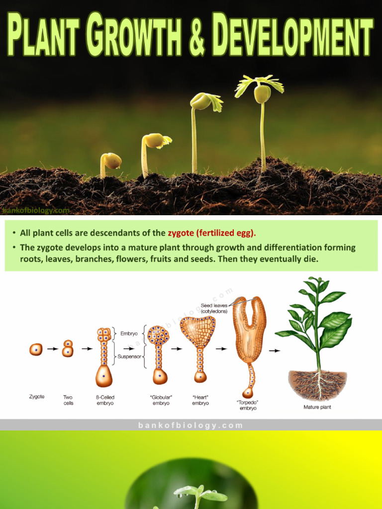15 Plant Growth N Development - PDF Slides | PDF