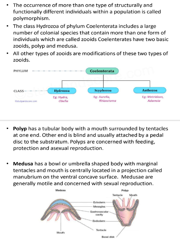 Polymorphism in Cnidaria | PDF