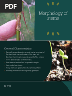 Types and Characteristics of Plant Stems | PDF | Plant Stem | Plants