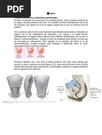 Partes de la Salpinge y Anatomía Asociada | PDF | Ovario | Pelvis