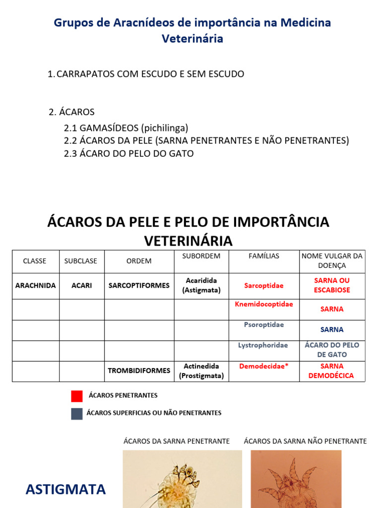 Astigmata e Prostigmata | PDF