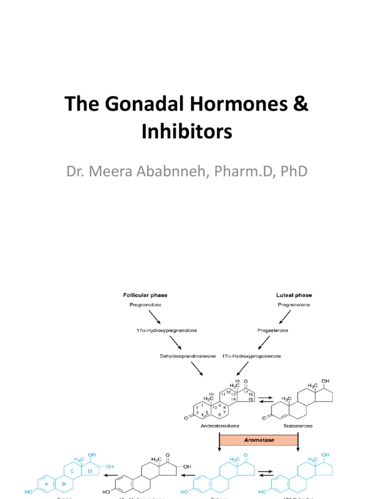 The Gonadal Hormones & Inhibitors | Estrogen | Sexual Anatomy