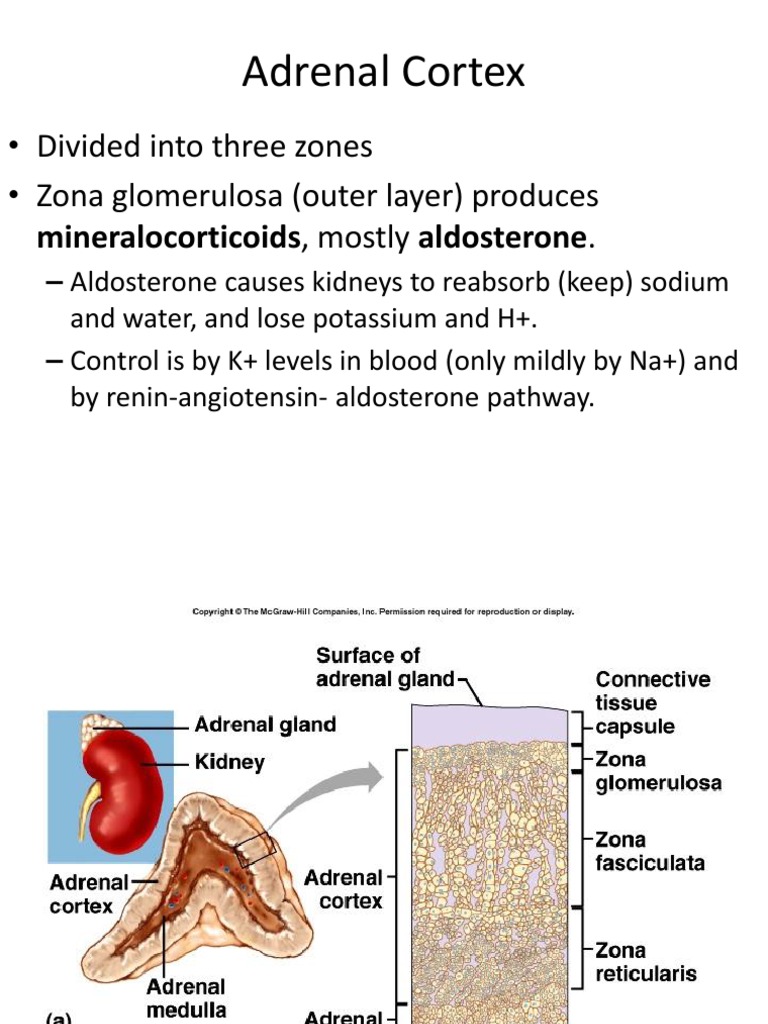 Adrenal Cortex: - Divided Into Three Zones - Zona Glomerulosa (Outer ...