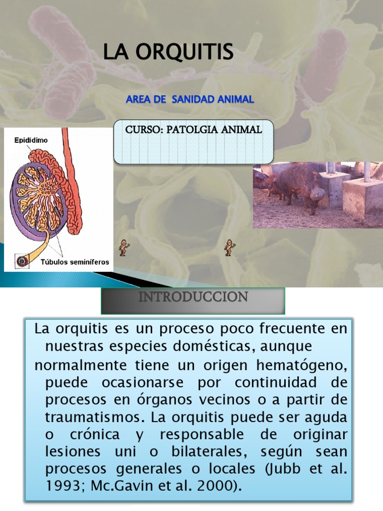 Orquitis en Animales: Causas y Tratamiento | PDF | Testículo | Inflamación