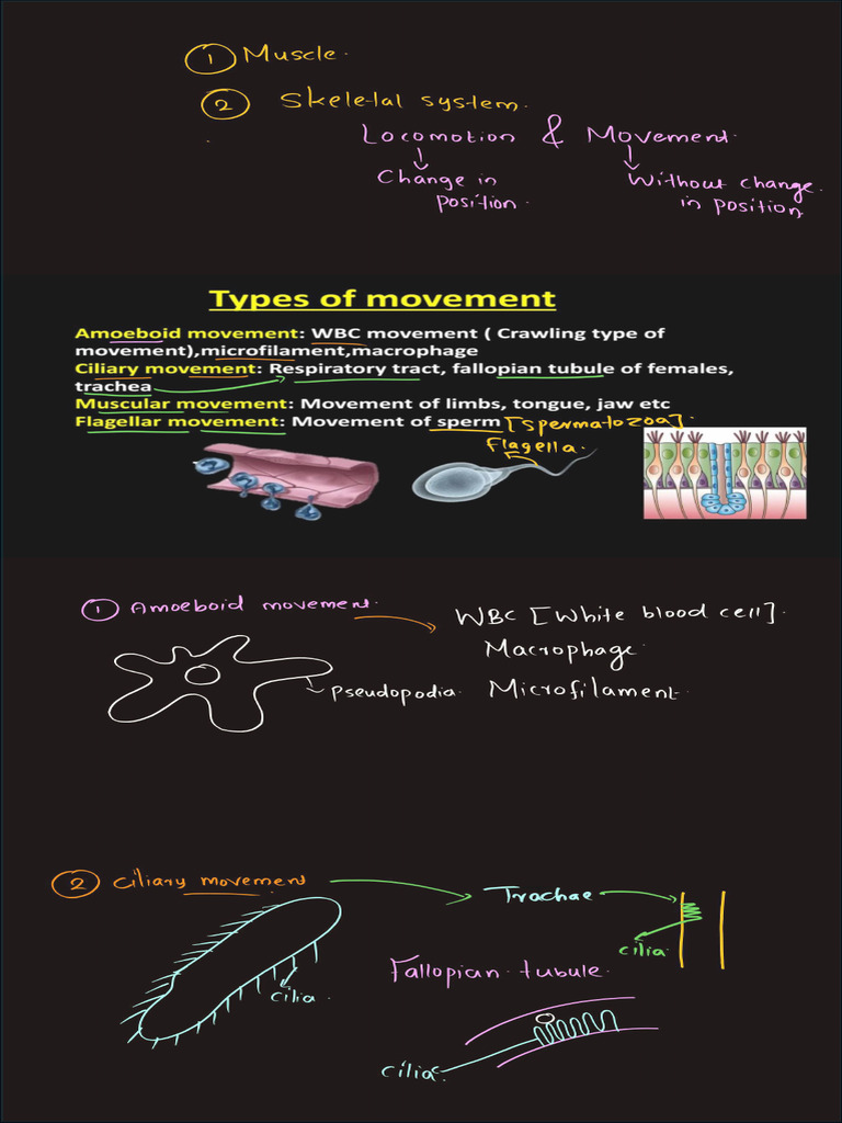 1 Biology Locomotion and Movement Oneshot Live Notes | PDF