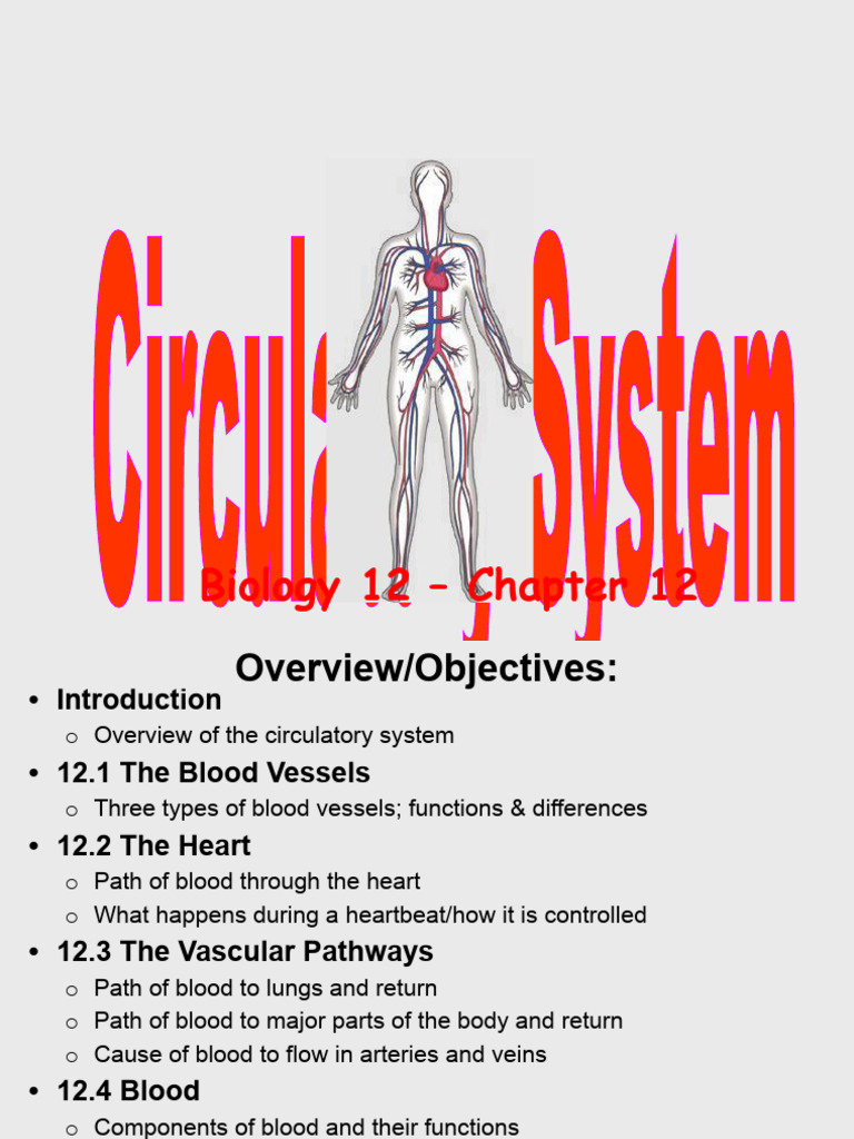 Ch. 12 Circulatory System Lesson Notes - PPT - 1 | PDF | Heart | Heart ...