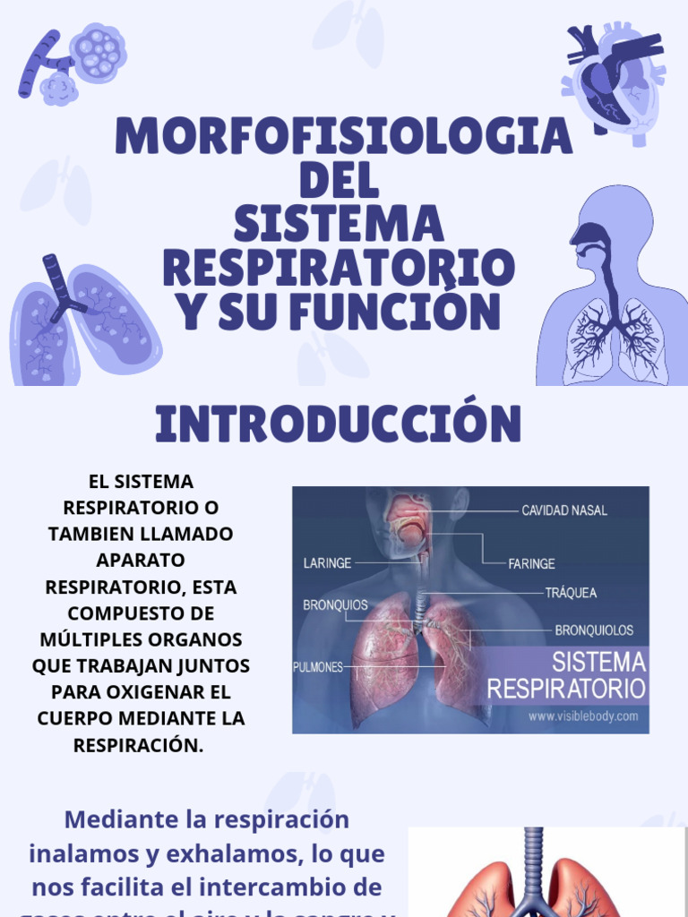 Blue Illustrated Human Respiratory System Group Project Presentation ...