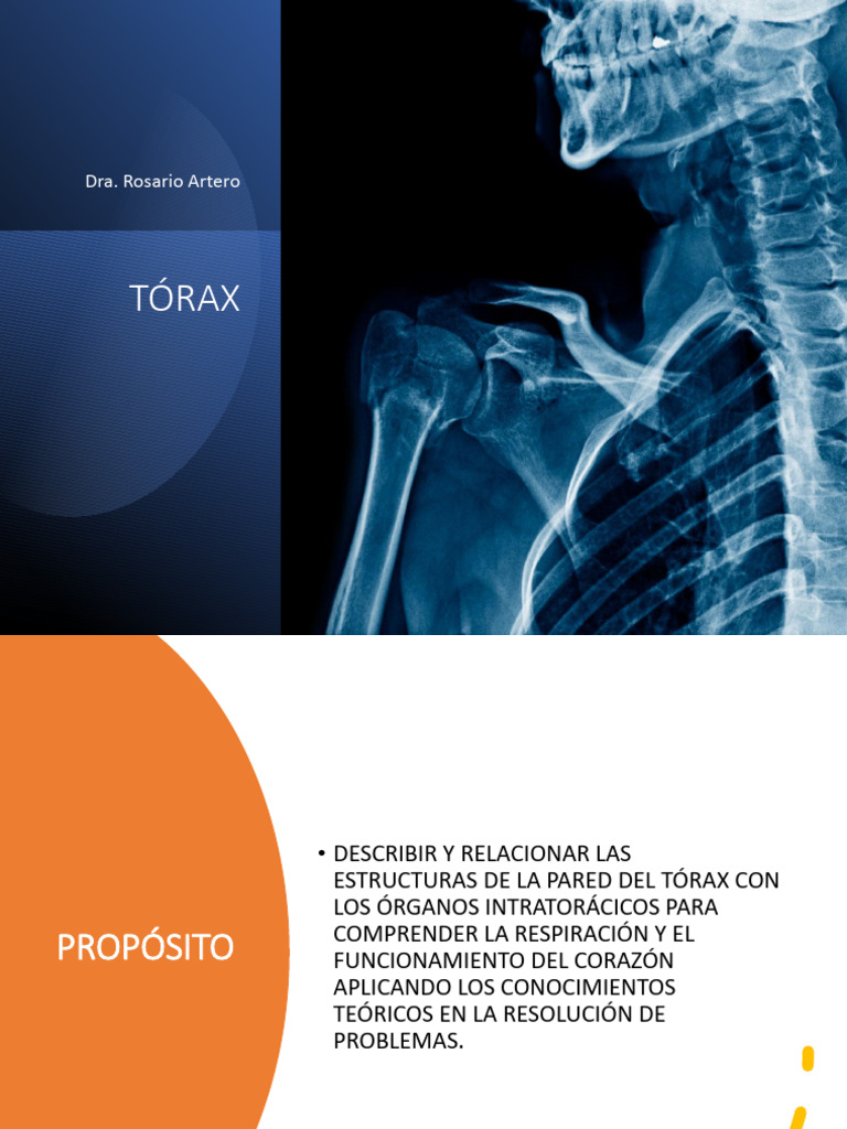 Pared de Tórax 2025 | PDF | Tórax | Sistema esquelético