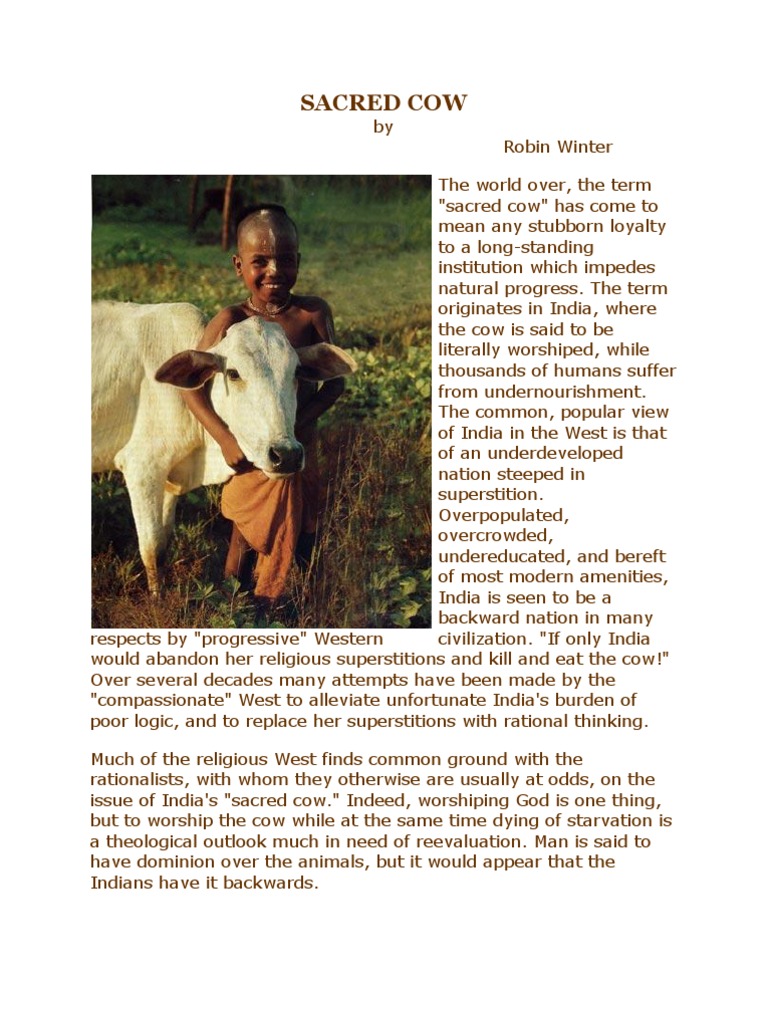 Sacred Cow: Exploring India's Veneration | PDF | Cattle | Feces