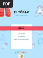 Anatomía de la Región Esternal | PDF | Sistema esquelético | Anatomía ...