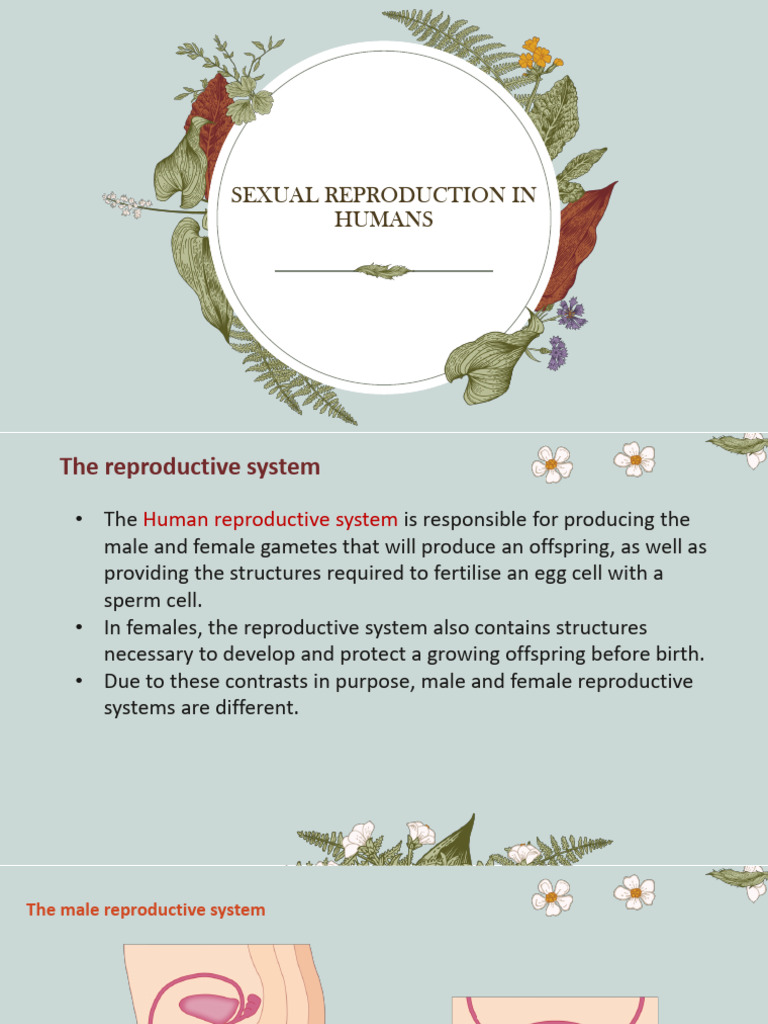 Sexual Reproduction in Humans | PDF | Human Reproduction | Fertilisation