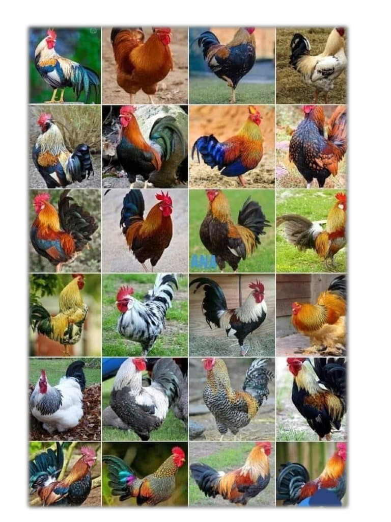 Race De Poulet
