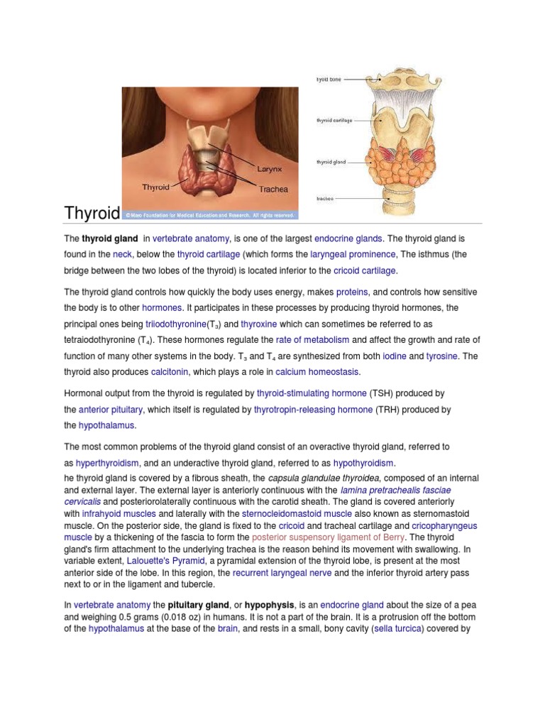 Thyroid: Lamina Pretrachealis Fasciae Cervicalis | PDF | Thyroid ...