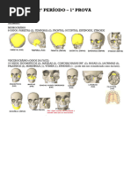 Forames do Crânio e Suas Estruturas | PDF | Anatomia humana | Anatomia dos primatas