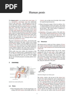 Understanding the Penile Raphe Line | PDF | Genitourinary System ...