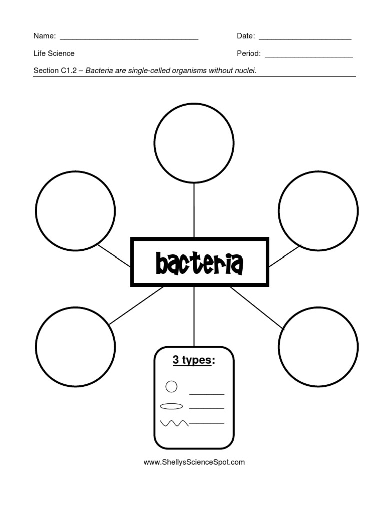 Bacteria Graphic Organizer | PDF | Science & Mathematics