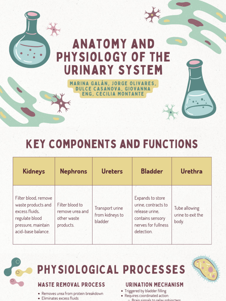 Anatomy and Physiology of The Urinary System | PDF | Urinary System ...