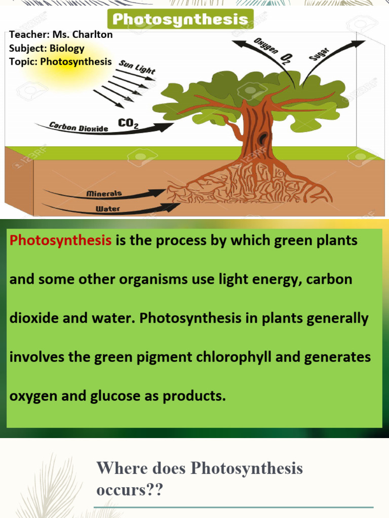 G10 BIO Photosynthesis Updated | PDF | Photosynthesis | Leaf