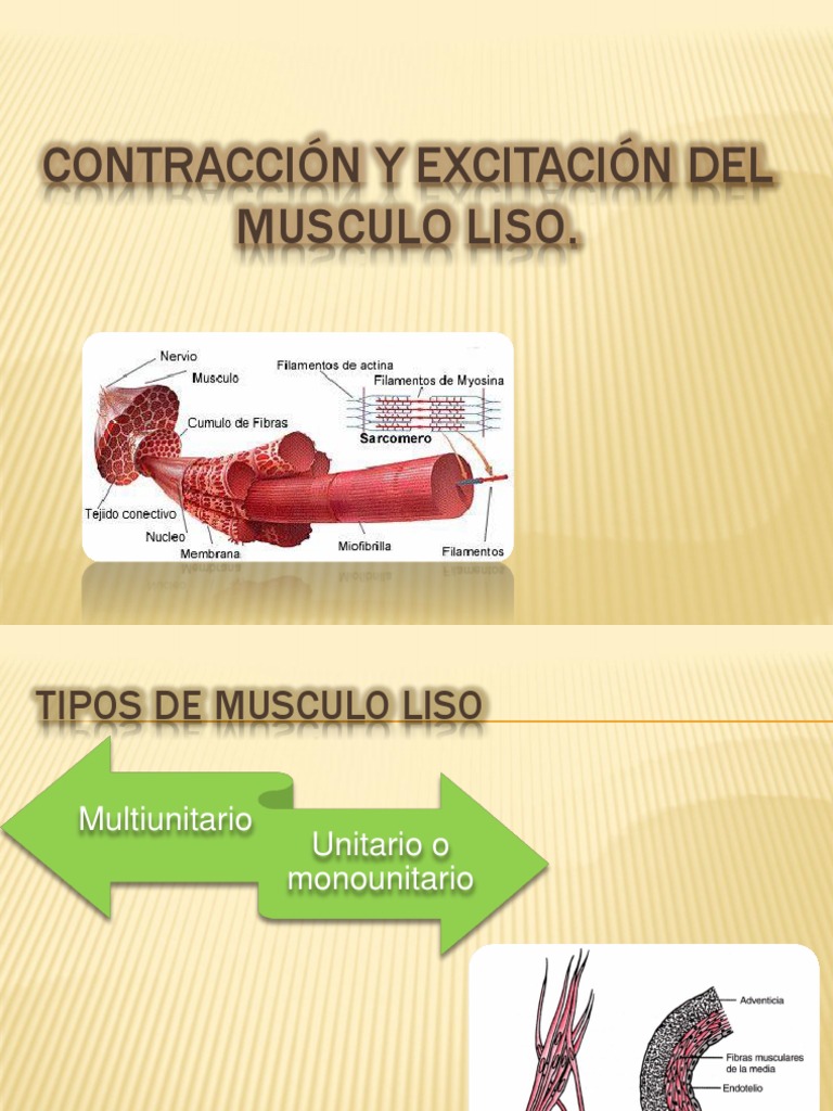 Musculo Liso | PDF | Contracción muscular | Músculo