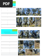 NJUG Tree Protection Guidelines 2025 | PDF | Trees | Root
