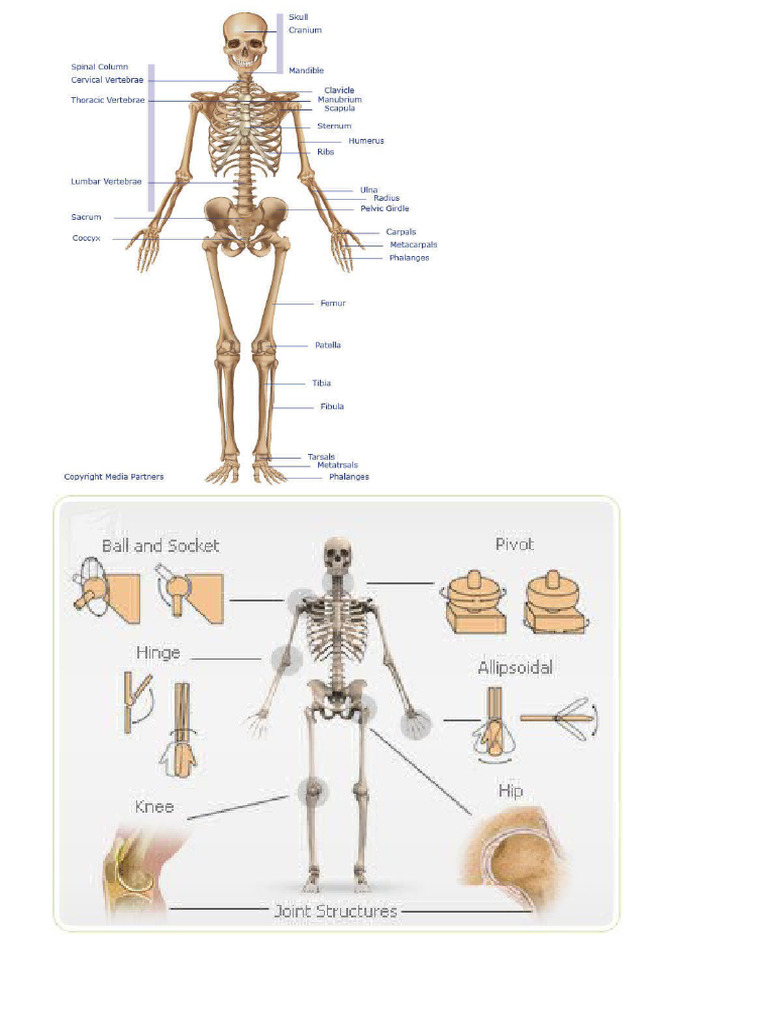 Bones and Joints | PDF