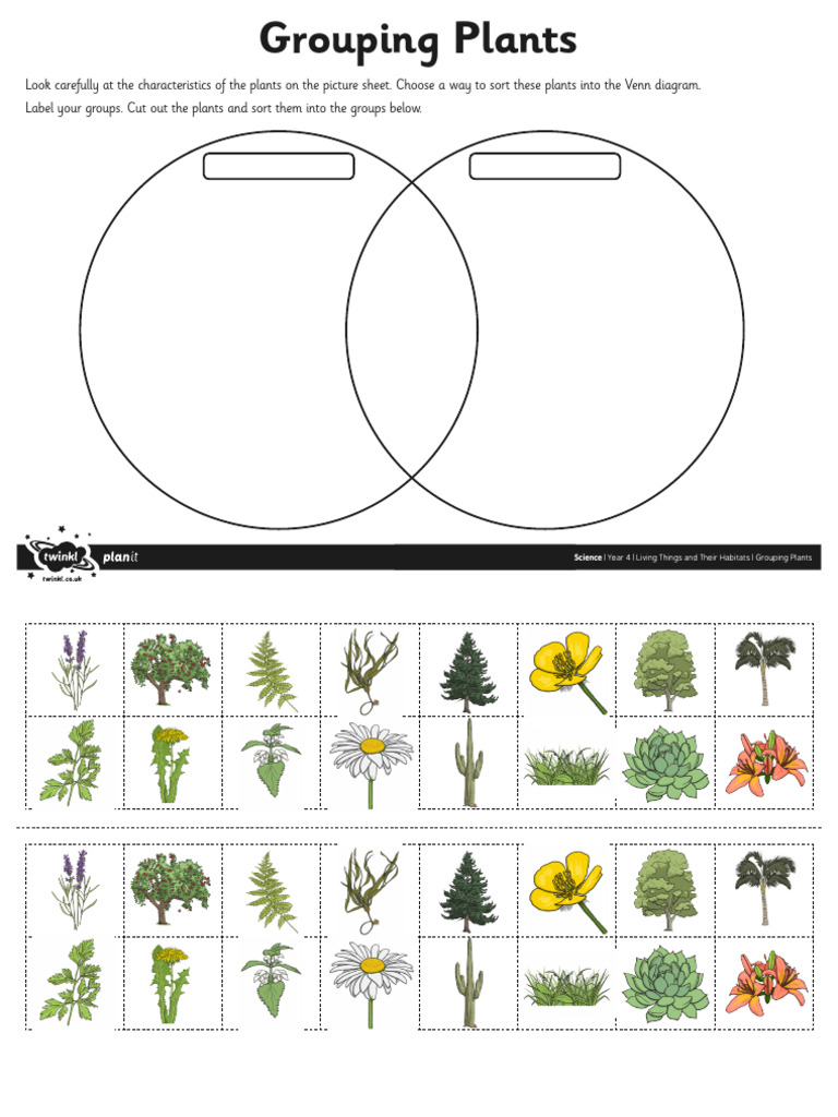 Activity Sheet Grouping Plants | PDF