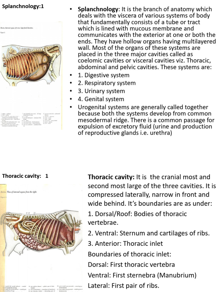 New PPT 5 Splanchnology | PDF