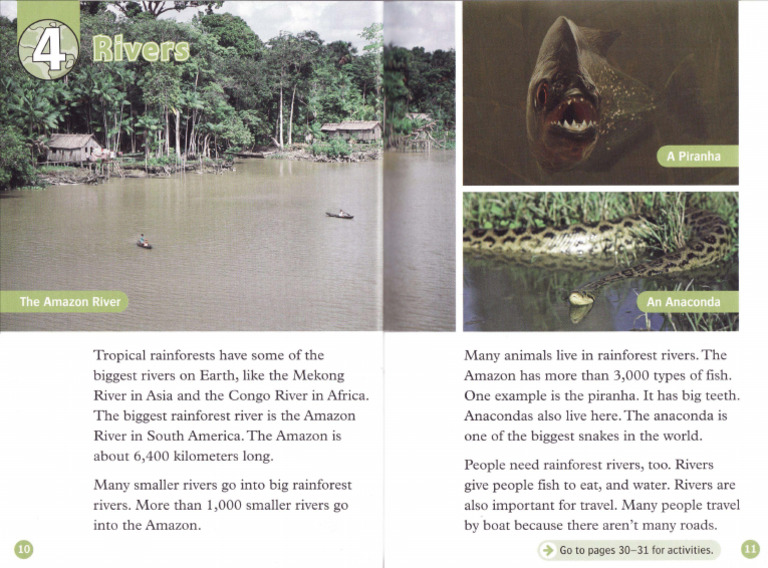 Life in Rainforests | PDF