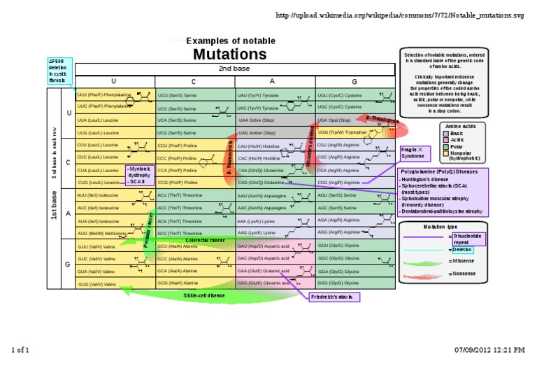 Mutations in Humans | PDF