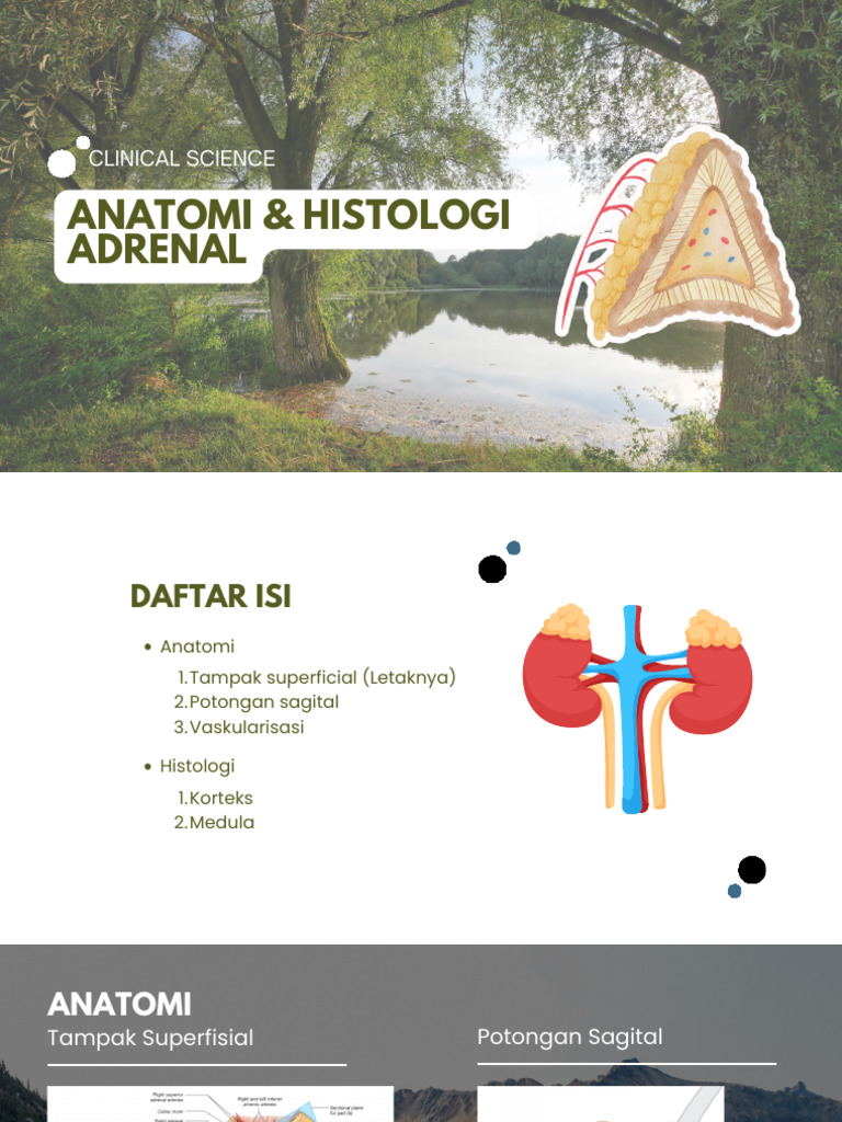 Anatomi Dan Histologi Kelenjar Adrenal | PDF