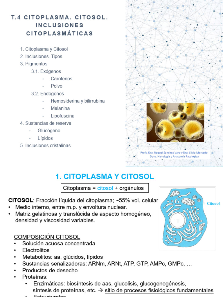 Tema 4. Inclusiones Citoplasmáticas (25-26) | PDF | Citoplasma | Citosol