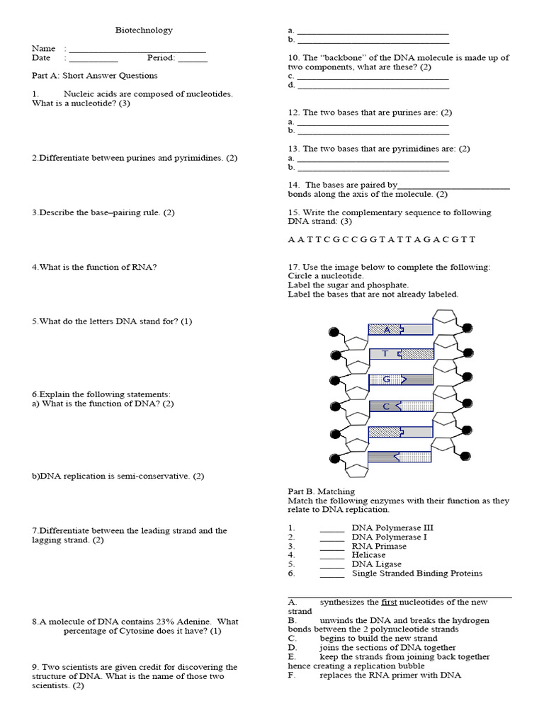 DNA Replication Quiz | PDF | Dna Replication | Dna