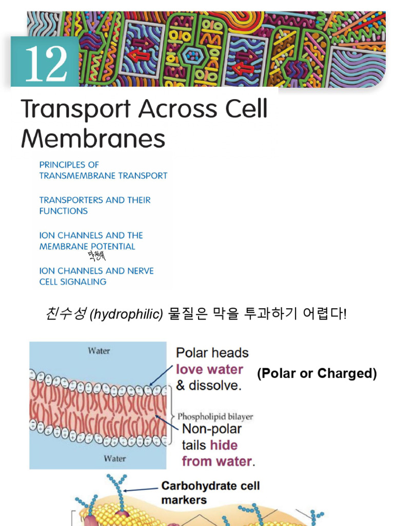 Chapter 12 - Transport Across Cell Membranes (Full) | PDF | Synapse ...