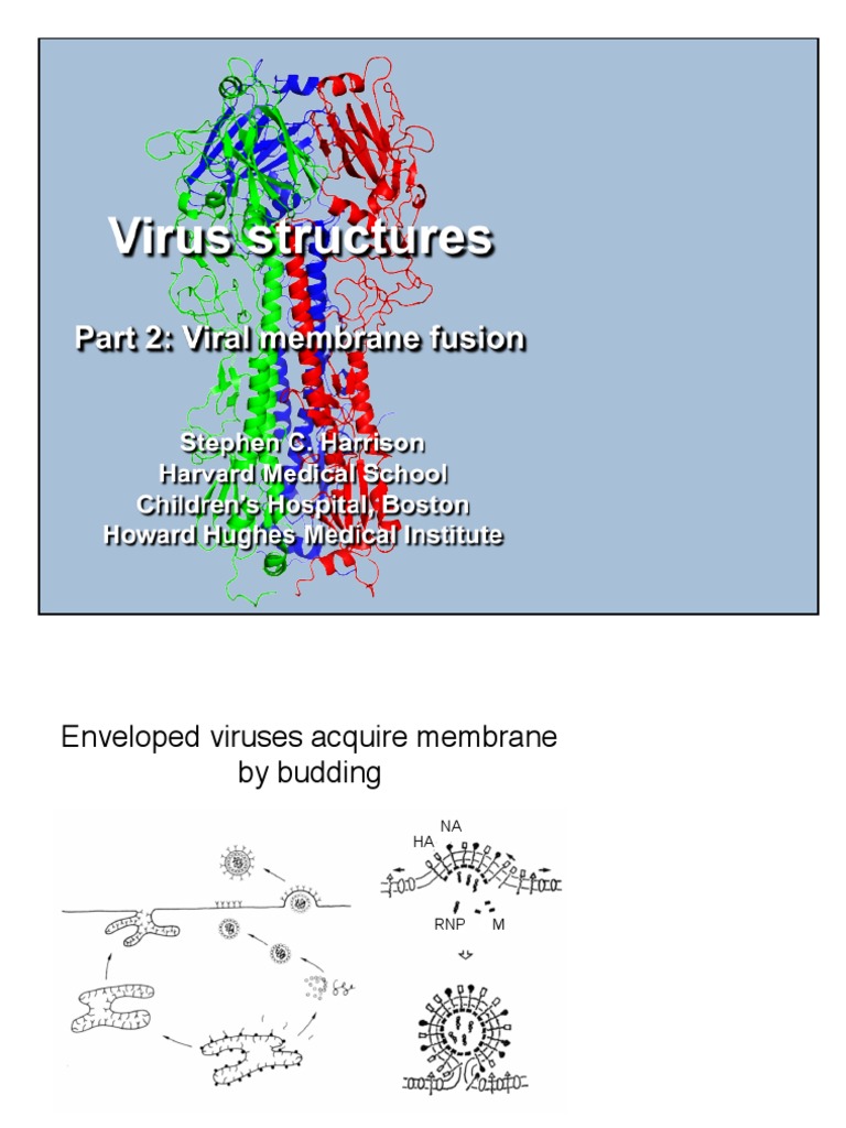 Harrison Powerpoint Pt2 | Download Free PDF | Virus | Influenza