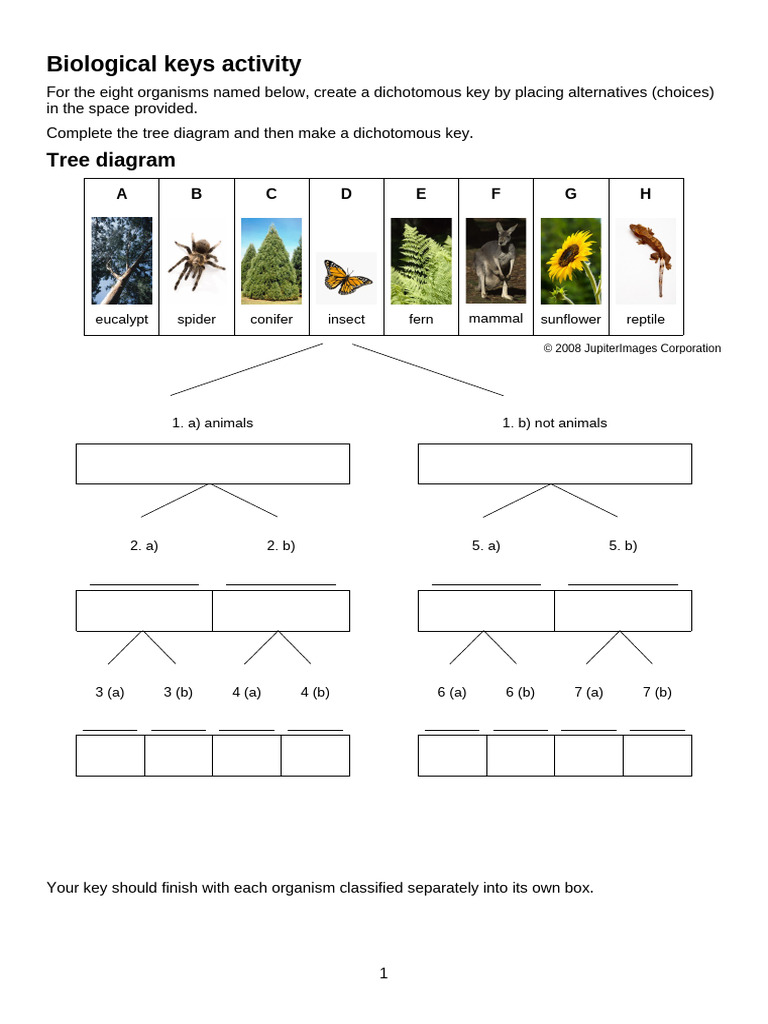 5b Dichotomous Key Activity | PDF