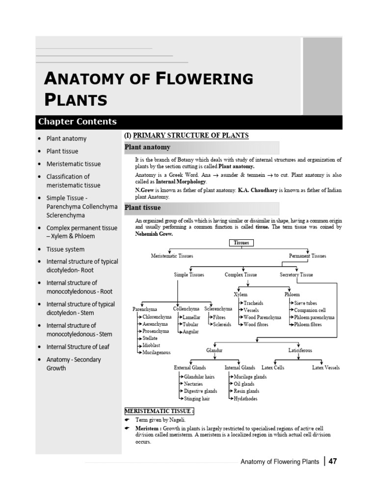 Anatomy of Flowering Plants | PDF | Tissue (Biology) | Plant Stem