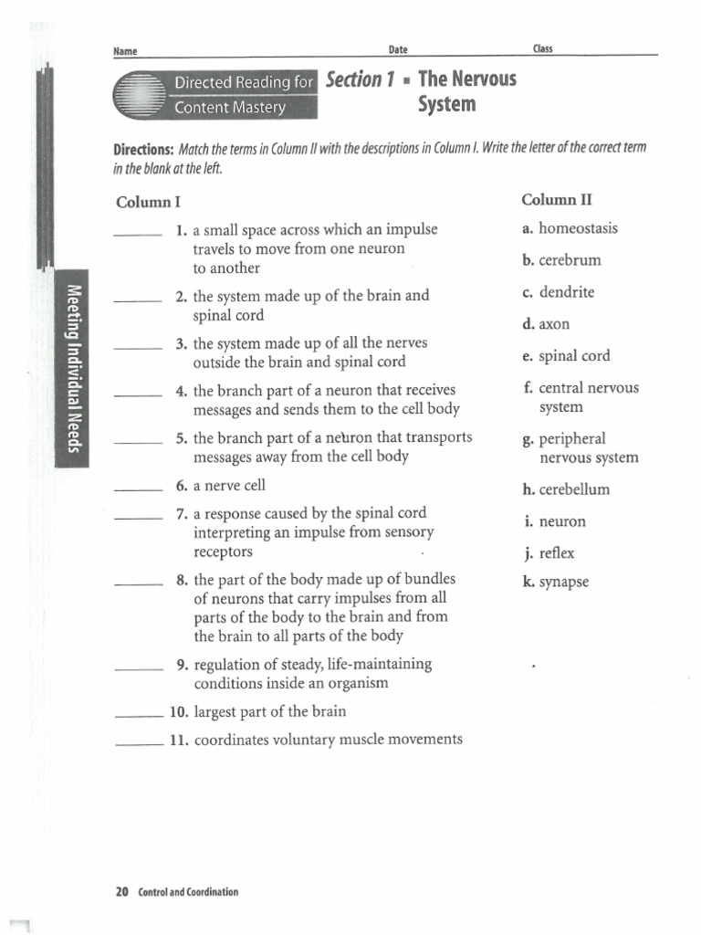 Nervous System Worksheet | PDF