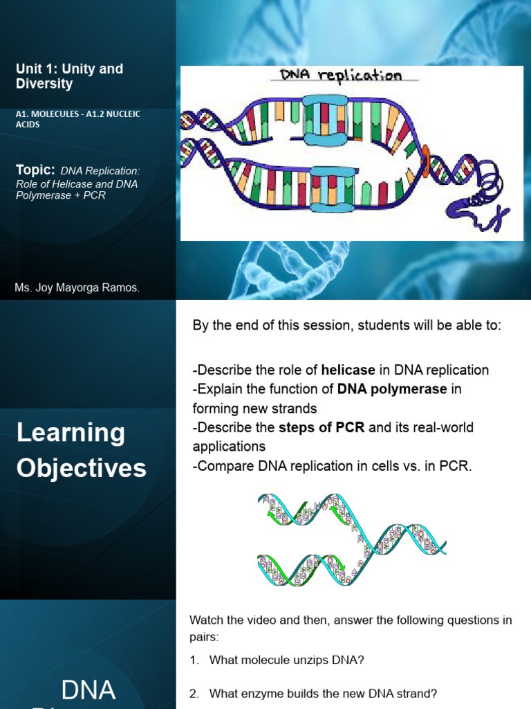 Unit 2- DNA Replication: Role of Helicase and DNA Polymerase + PCR ...