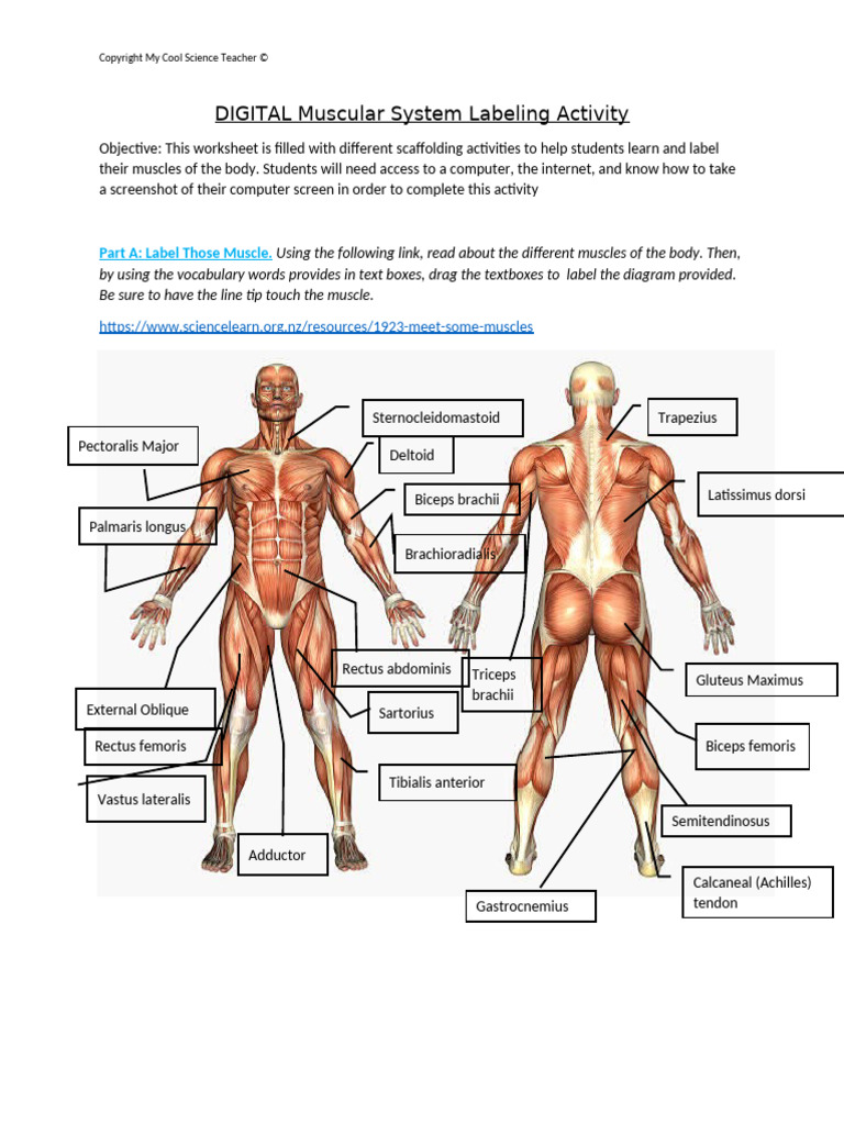 DIGITAL Muscular System Labeling Activity Cayden J | PDF ...