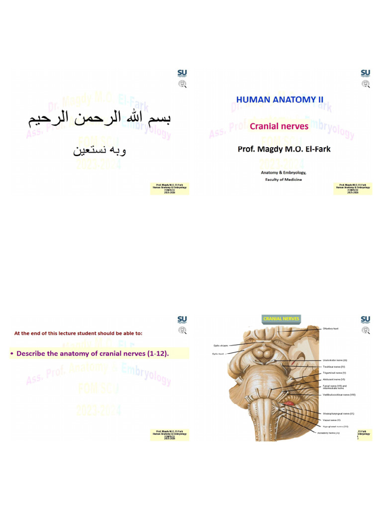 Sinai Dent 12. Cranial Nerves 2025-2026 Print | PDF