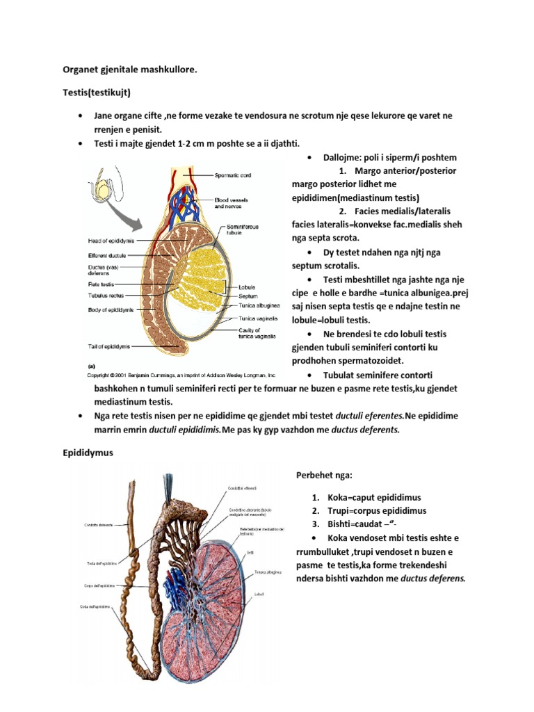 Organet Gjenitale Mashkullore | PDF