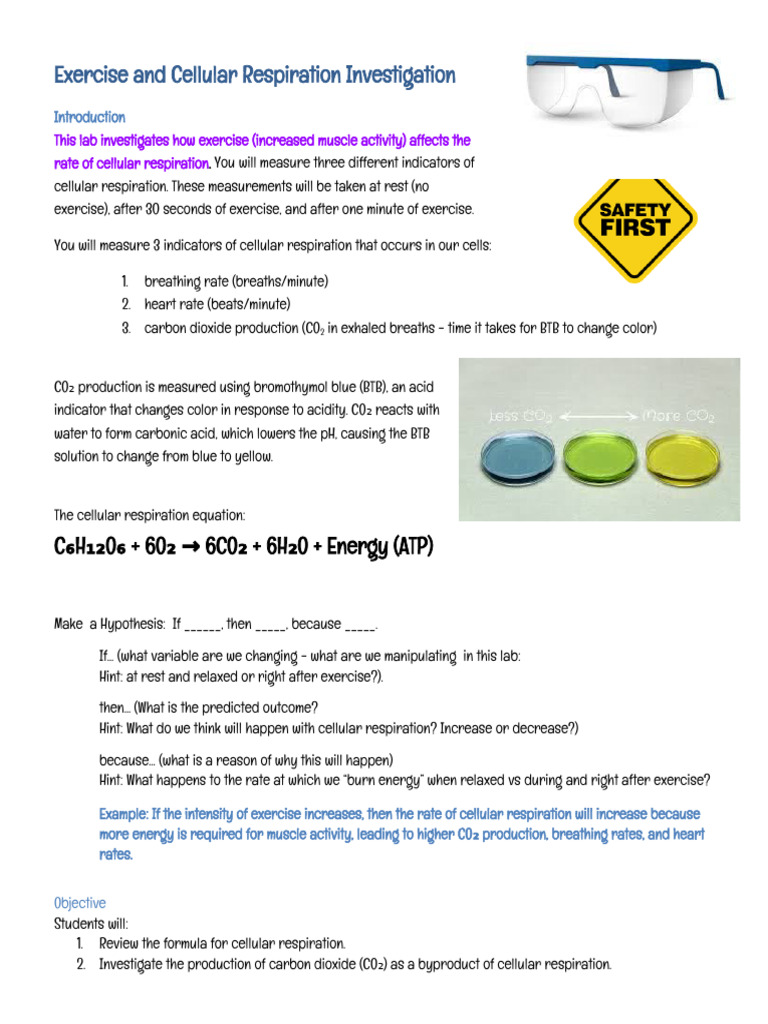 exercise and cellular Respiration investigation | PDF | Carbon Dioxide ...