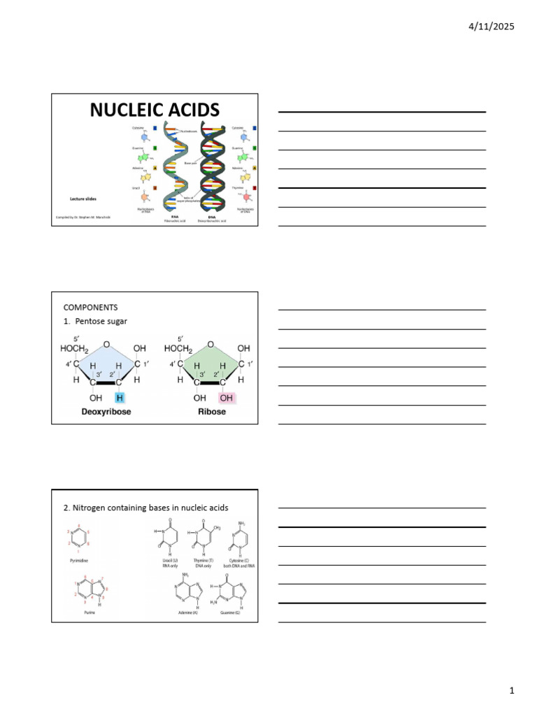 Topic 6. Nucleic Acids | PDF | Rna | Nucleotides