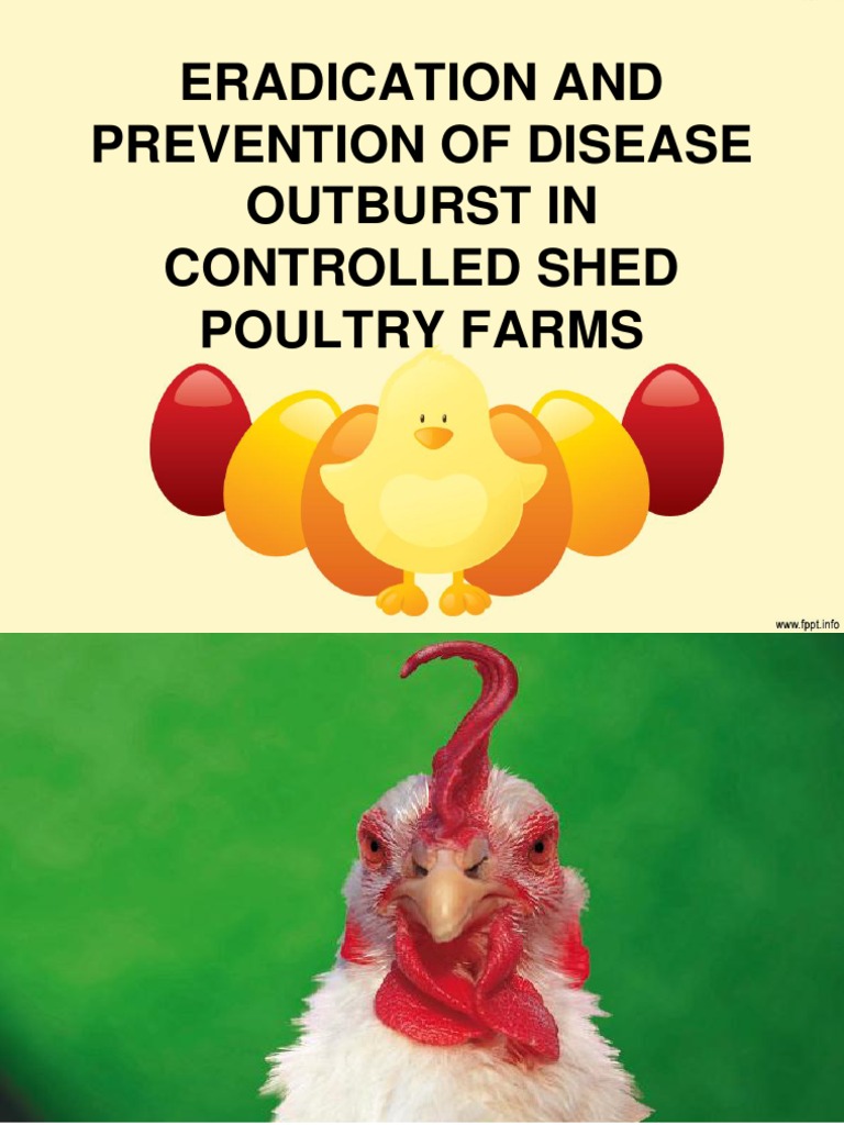 Poultry Disease Eradication | PDF | Poultry Farming | Avian Influenza