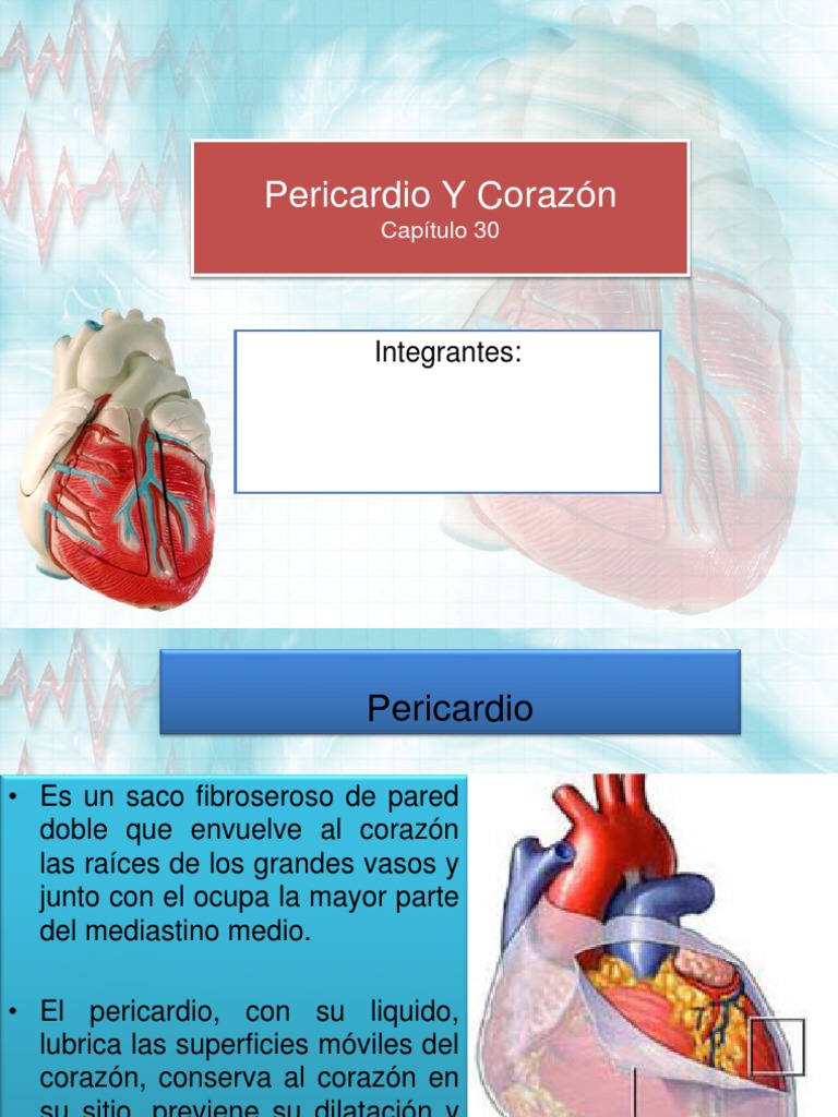 Estructura y Función del Corazón y Pericardio | PDF | Tórax (anatomía ...