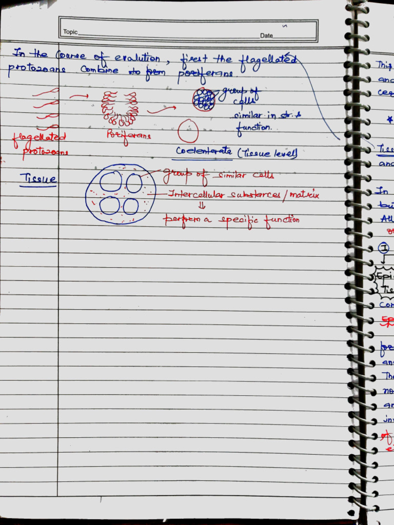 Anatomy 1 | PDF